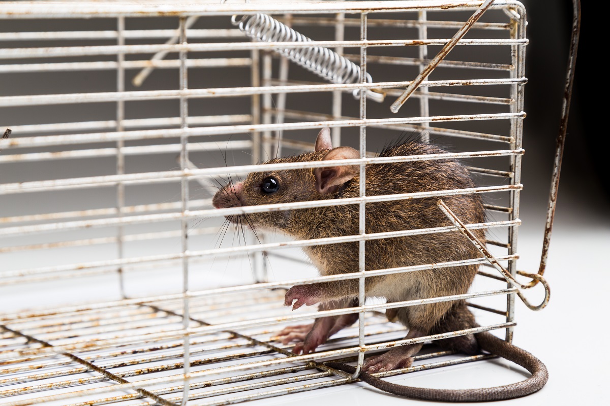 How To Remove Crawl Space Molds and Rodents | Perma Dry